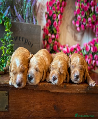 Cockador Puppies for sale | Pets4Homes