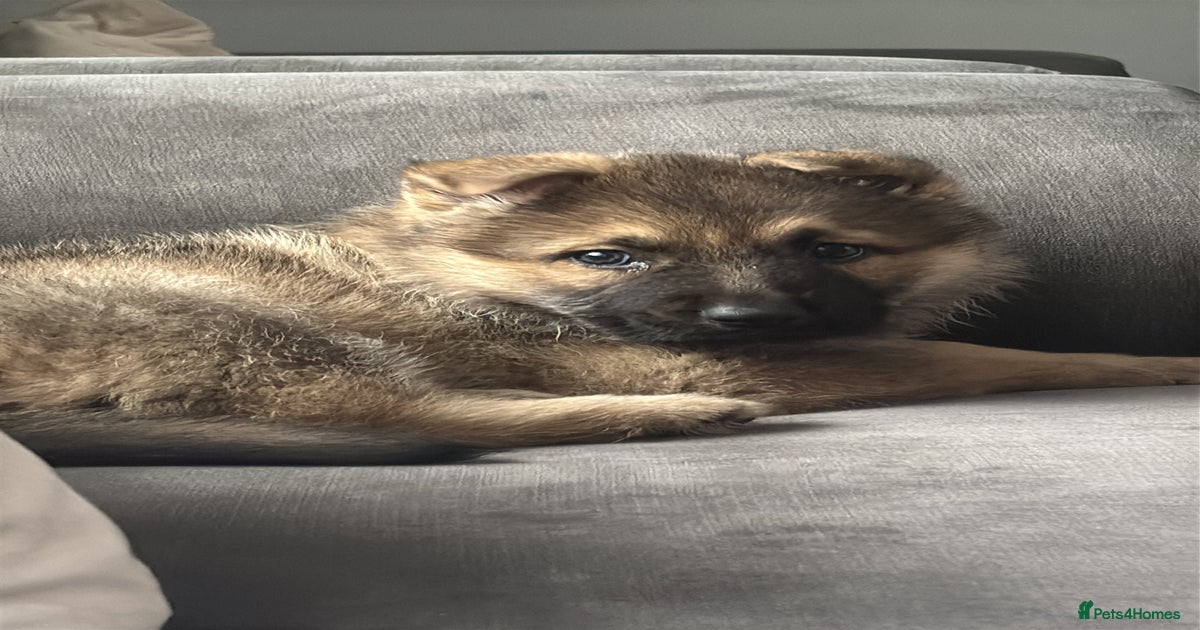 German shepherd puppy for sale in Wolverhampton | Pets4Homes