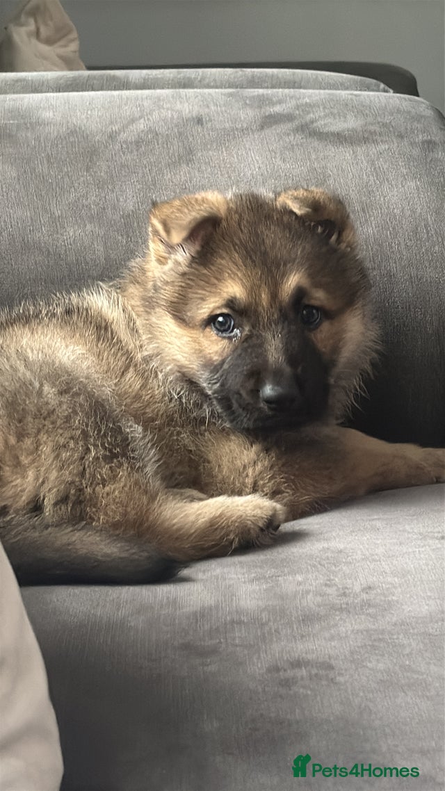 German shepherd puppy for sale in Wolverhampton | Pets4Homes