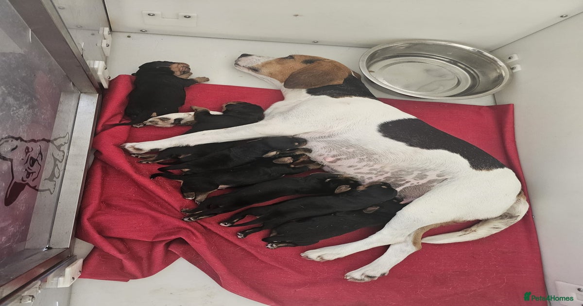 7x Bocker pups (born 22/06/2025) for sale in Swansea | Pets4Homes