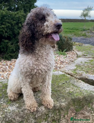 Lagotto Puppies for sale | Pets4Homes