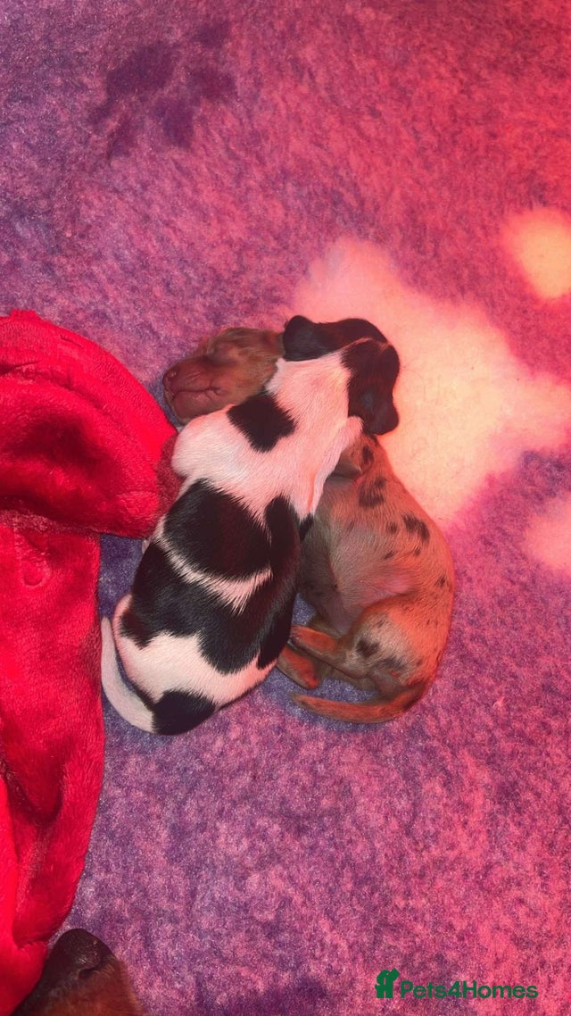 KC Reg Long-Haired Miniature Dachshund Puppies for sale in Northwich ...