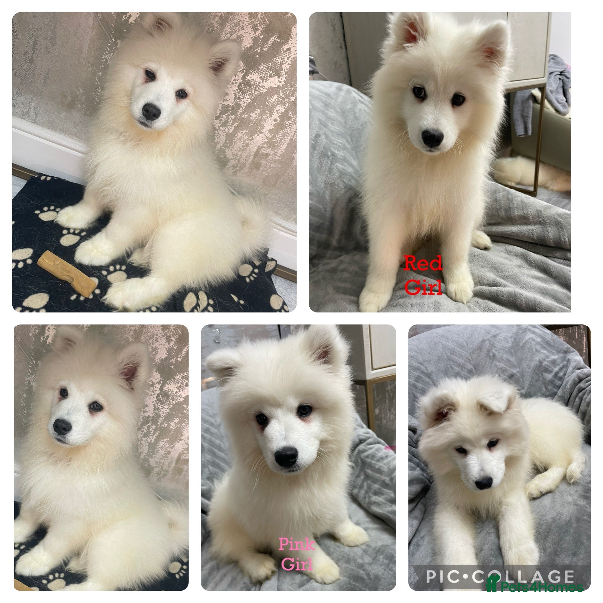 kc, champ bloodline pedigree samoyed pups ️ for sale in | Pets4Homes