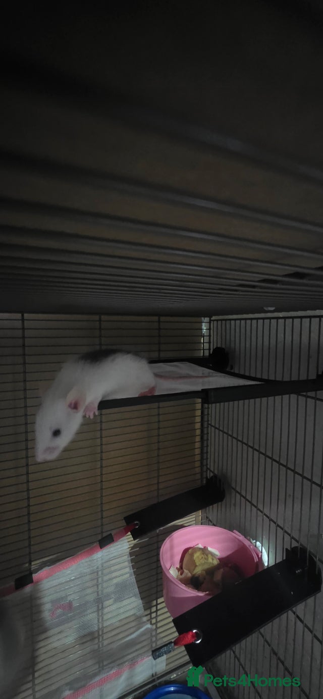 Fancy Rats,mice for sale in Derby | Pets4Homes
