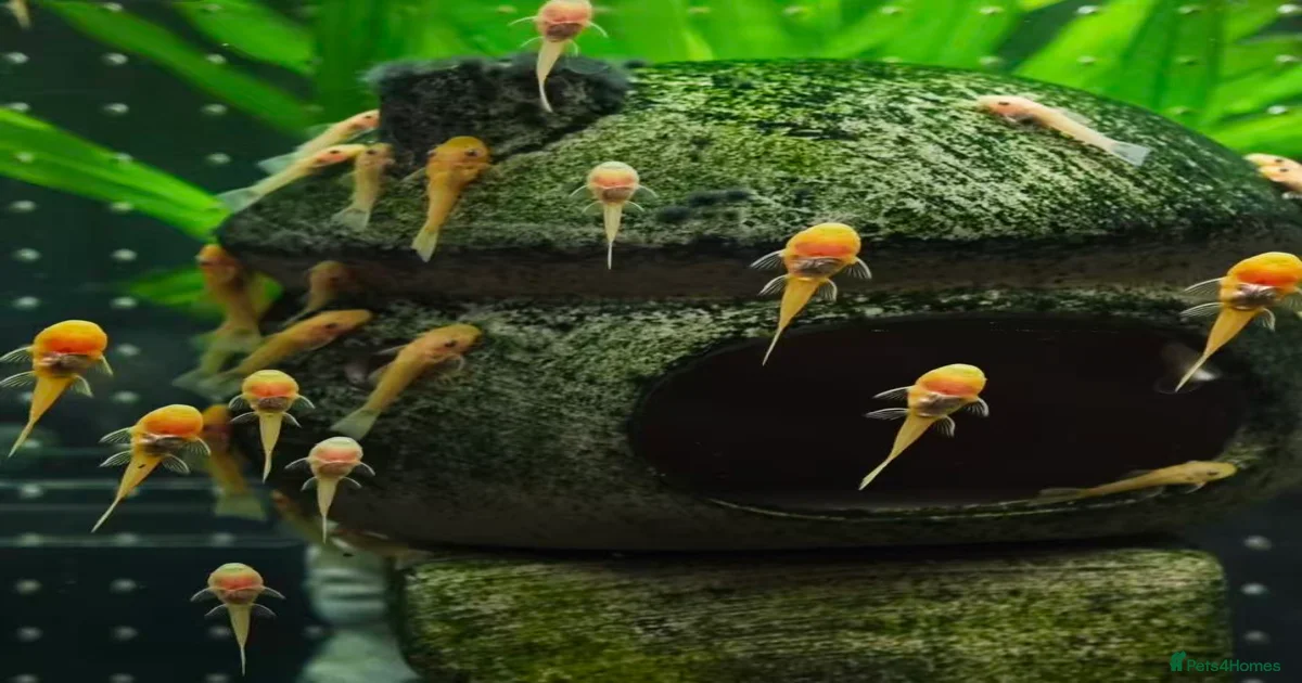 Bristlenose pleco Pets & Animals for sale | Pets4Homes
