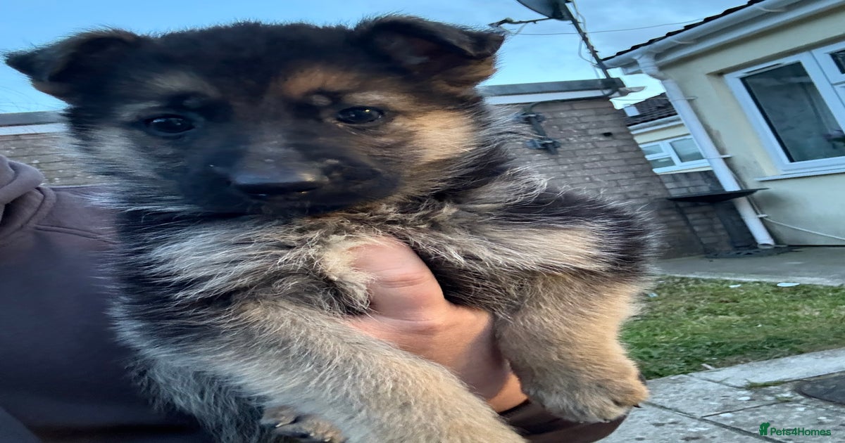 Two beautiful German Shepard girls for sale in Tredegar | Pets4Homes