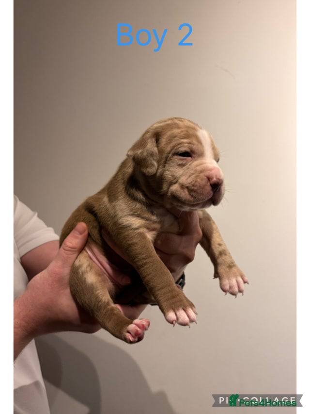 Merle American Bully Puppy’s for sale in Sale | Pets4Homes