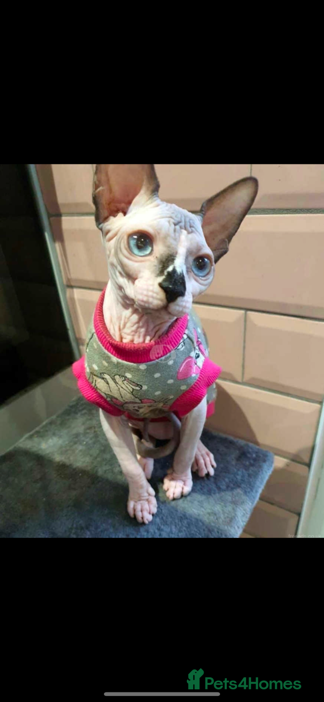 Sphynx cross for sale in Hengoed | Pets4Homes