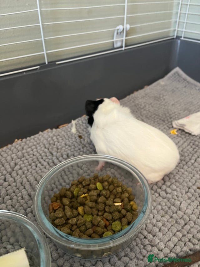 Guinea pig for sale in Ilford | Pets4Homes