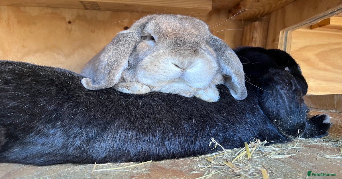 Two giant French lops for sale in Verwood | Pets4Homes