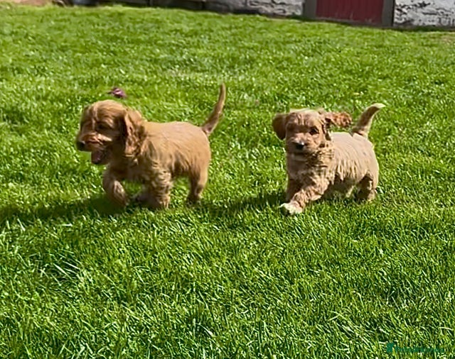 Double vaccinated Red/Apricot cockapoos for sale in Forfar | Pets4Homes