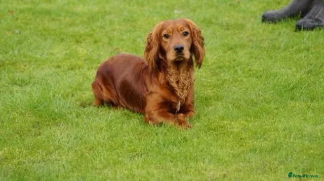 Quality working cocker spaniel pups for sale in Dronfield | Pets4Homes