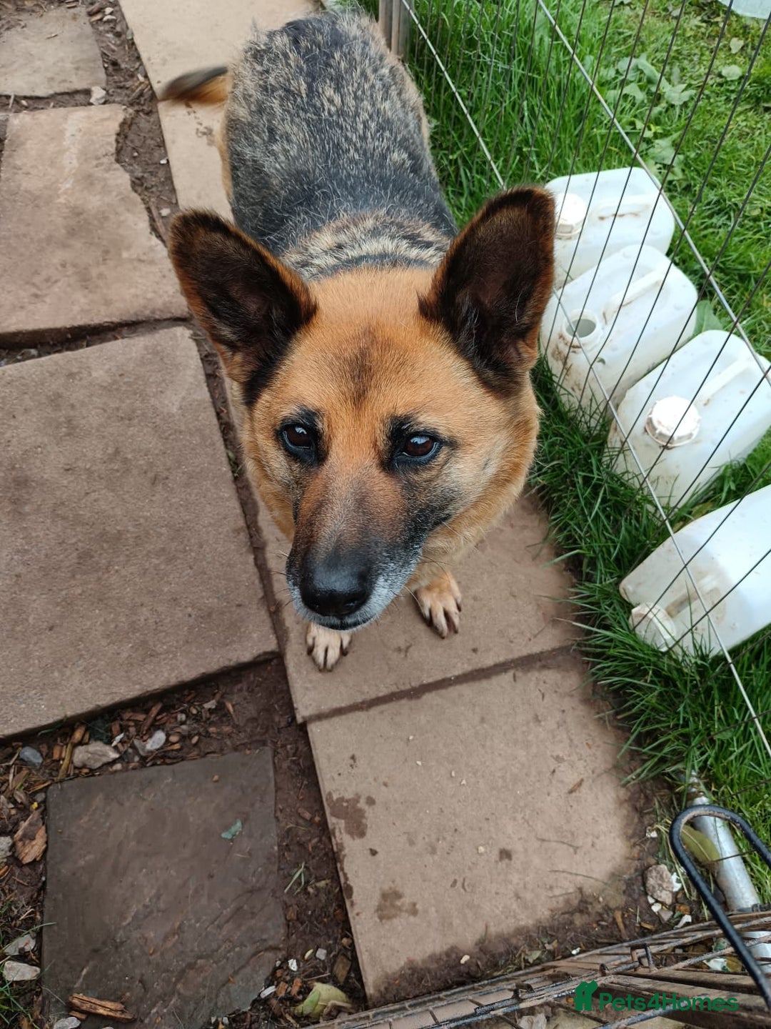 Dogs for adoption in Spalding | Pets4Homes