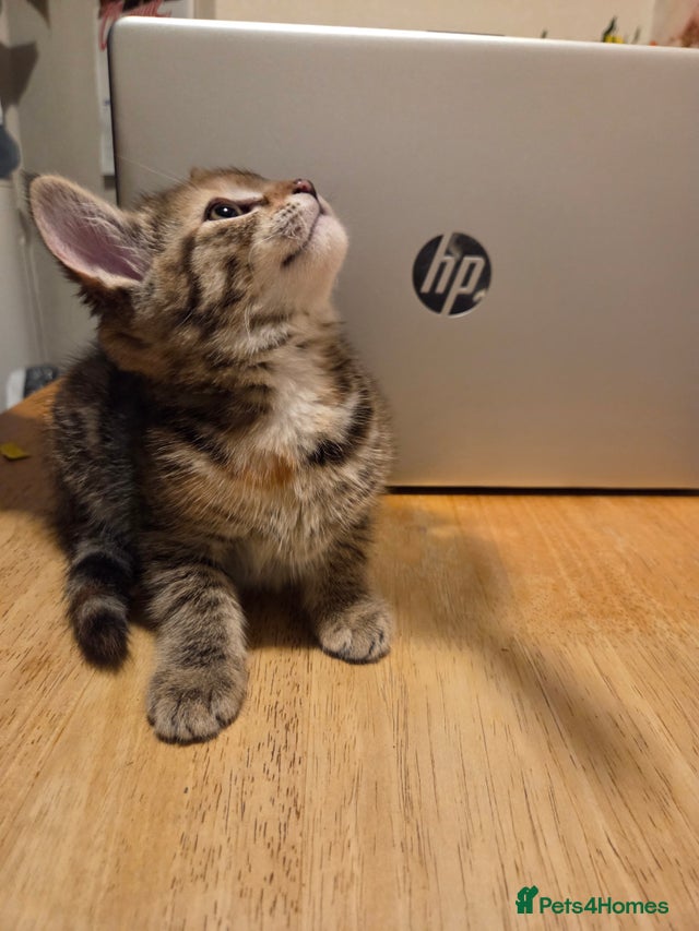 2 female kittens for sale in Sheerness | Pets4Homes