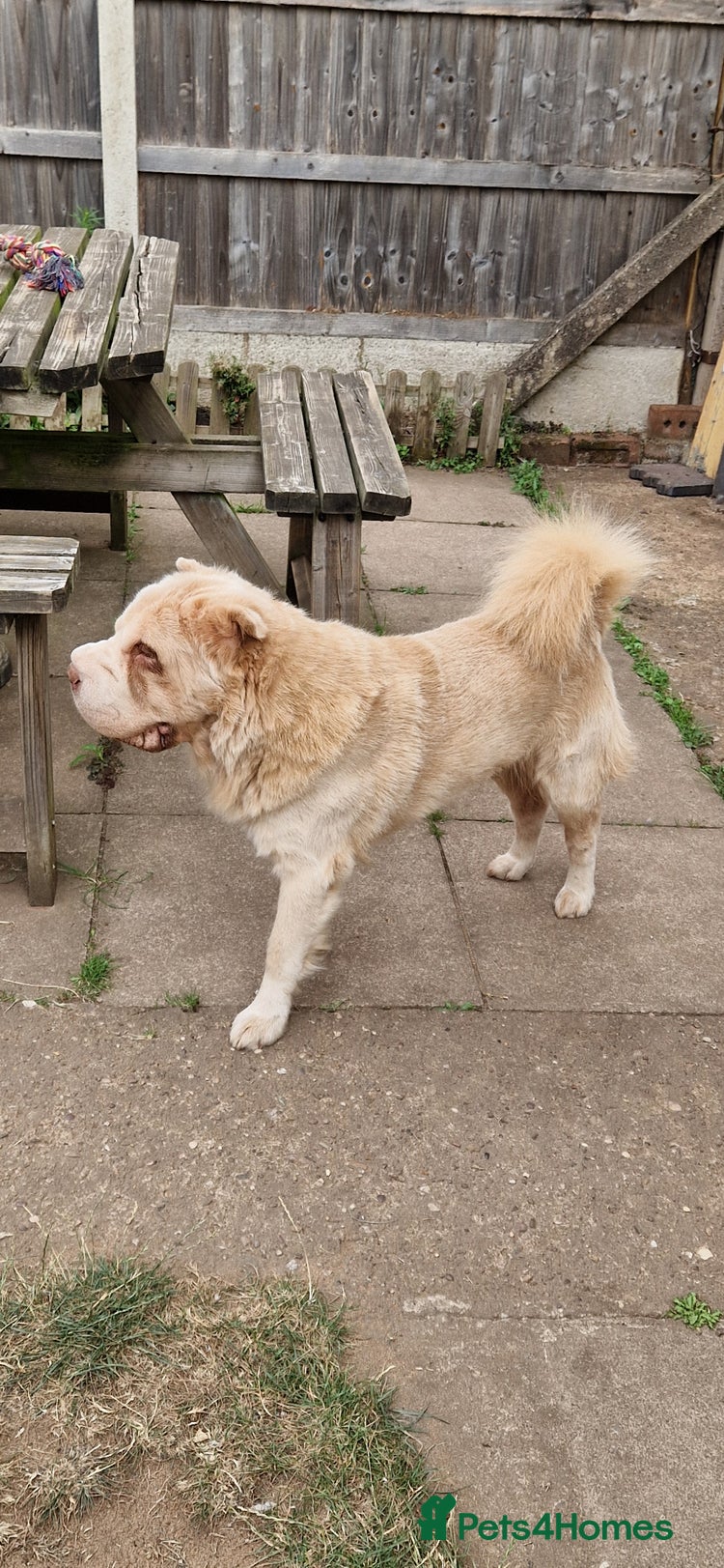 Two Male Sharp pai dog's for sale 500 pounds each for sale in ...