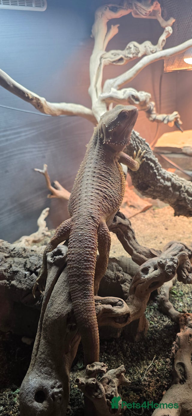 Bearded dragon for sale for sale in Rugby | Pets4Homes