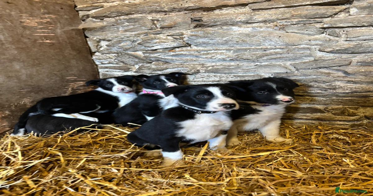 Border Collie Puppies for sale | Pets4Homes