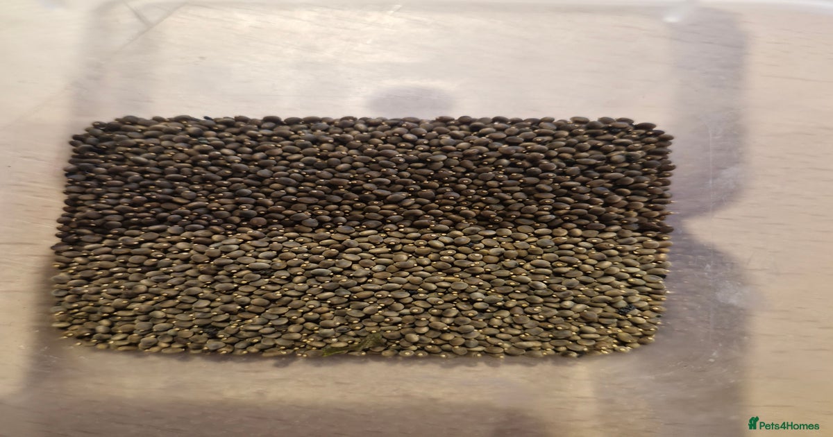 Indian Stick Insect Eggs for sale in Prestatyn | Pets4Homes