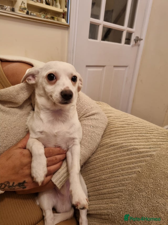 Chihuahua mix breed for sale in Sheffield | Pets4Homes