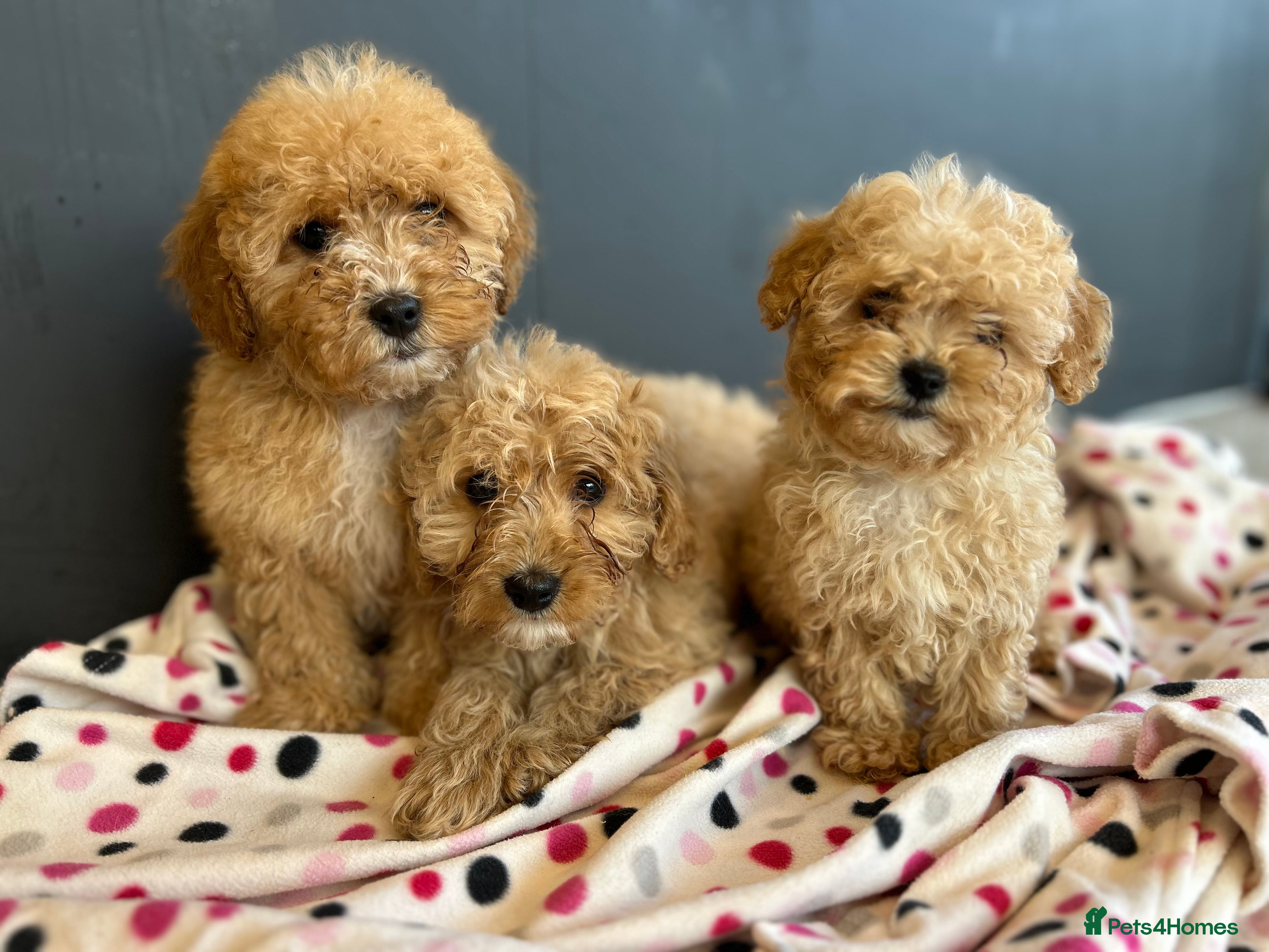 F1b toy cavapoos for sale in | Pets4Homes