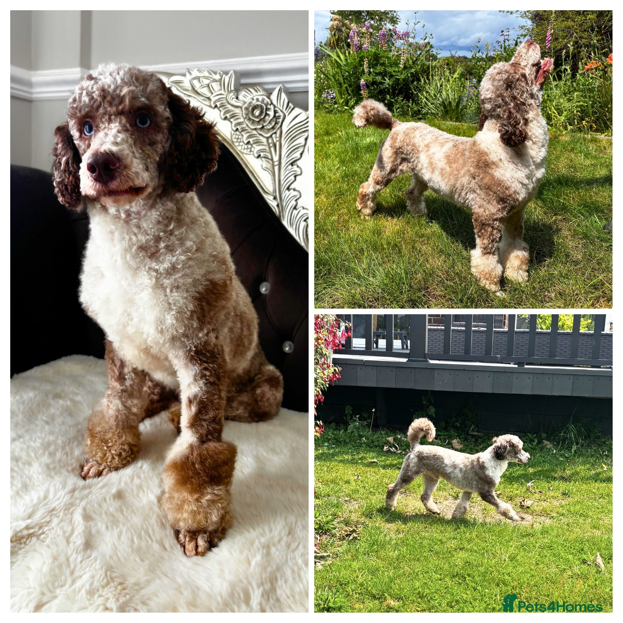 👑 Pedigree Chocolate Merle Mini Poodle 👑 Stud 👑 for stud in Doncaster ...