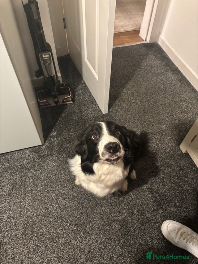 Sophie - The gorgeous Border Collie for sale in Wishaw | Pets4Homes