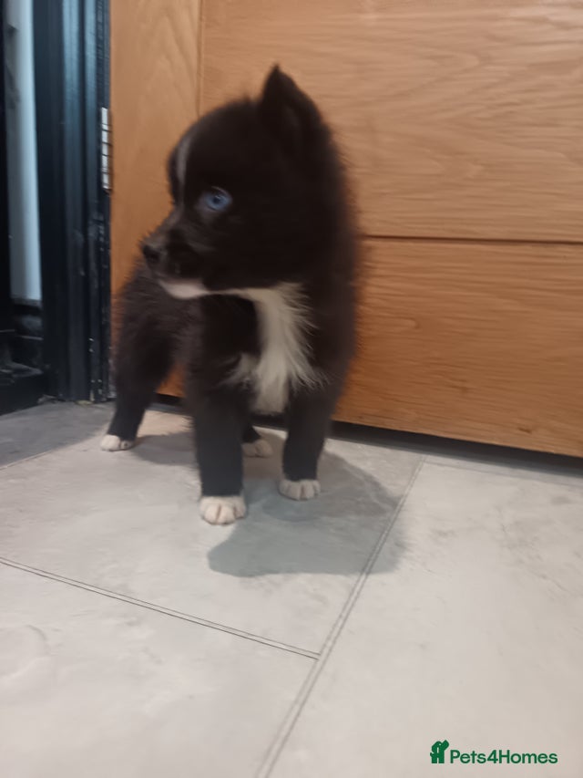Amazing puppys for sale in Swansea | Pets4Homes