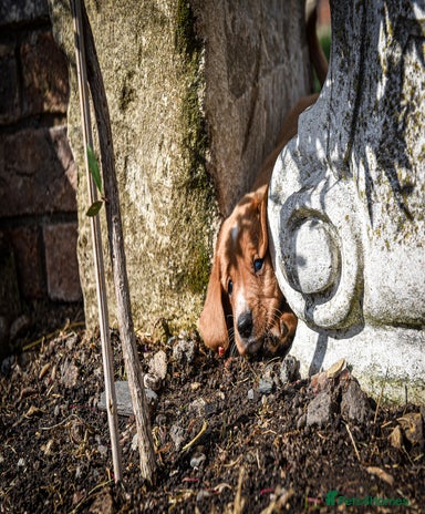 Cockador Puppies for sale | Pets4Homes