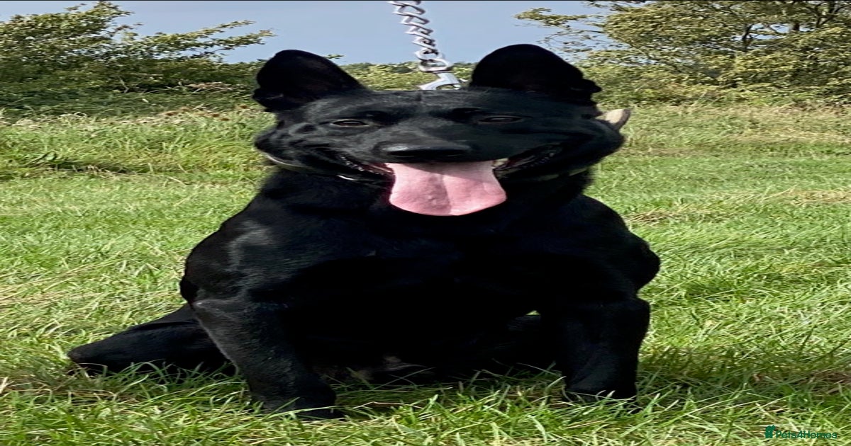 Full tested family protection dog for sale in Peterborough | Pets4Homes