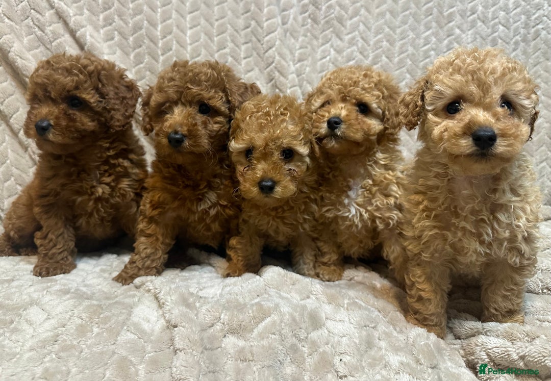 Poochon Dogs Breed - Information, Temperament, Size & Price | Pets4Homes