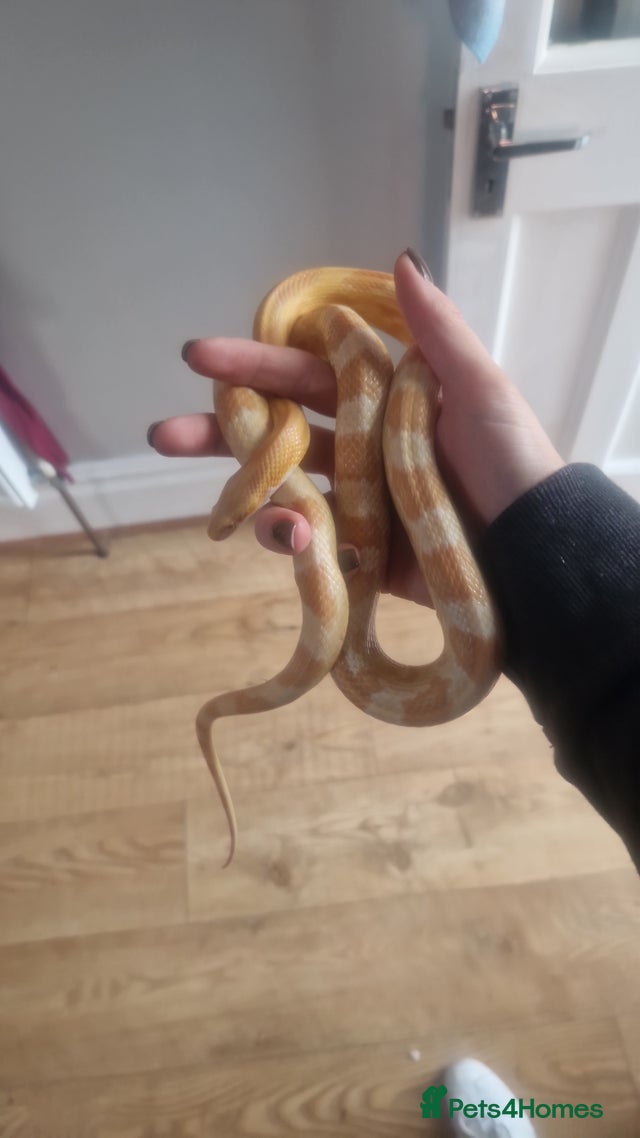 Yellow butter corn snake and Viv set up for sale in Portsmouth | Pets4Homes