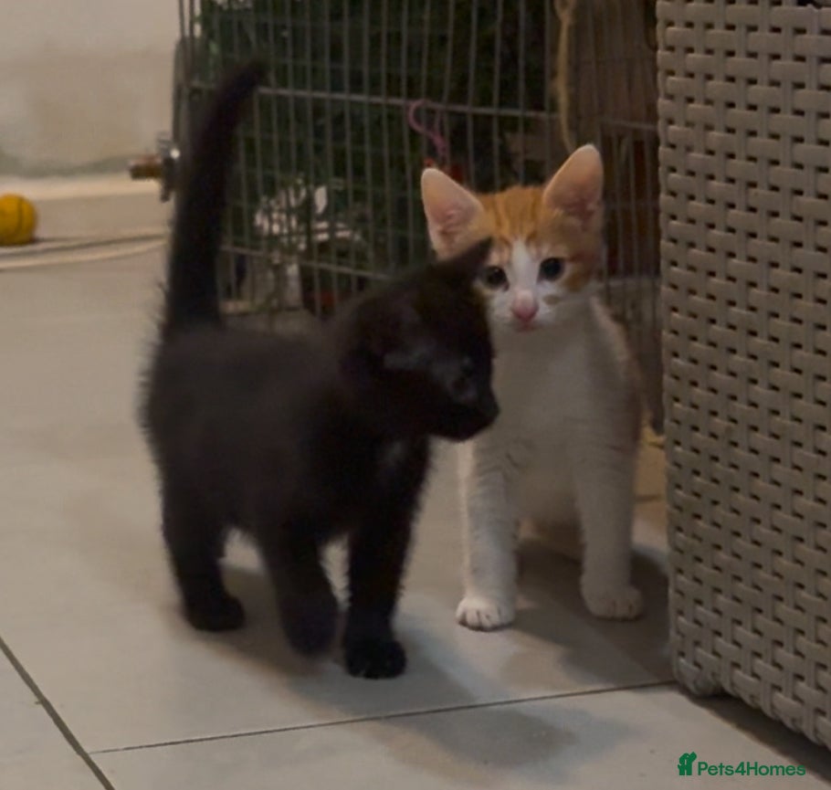 3 Kittens,from house cats. 1 tabby GingerBoy for sale in Wirral ...