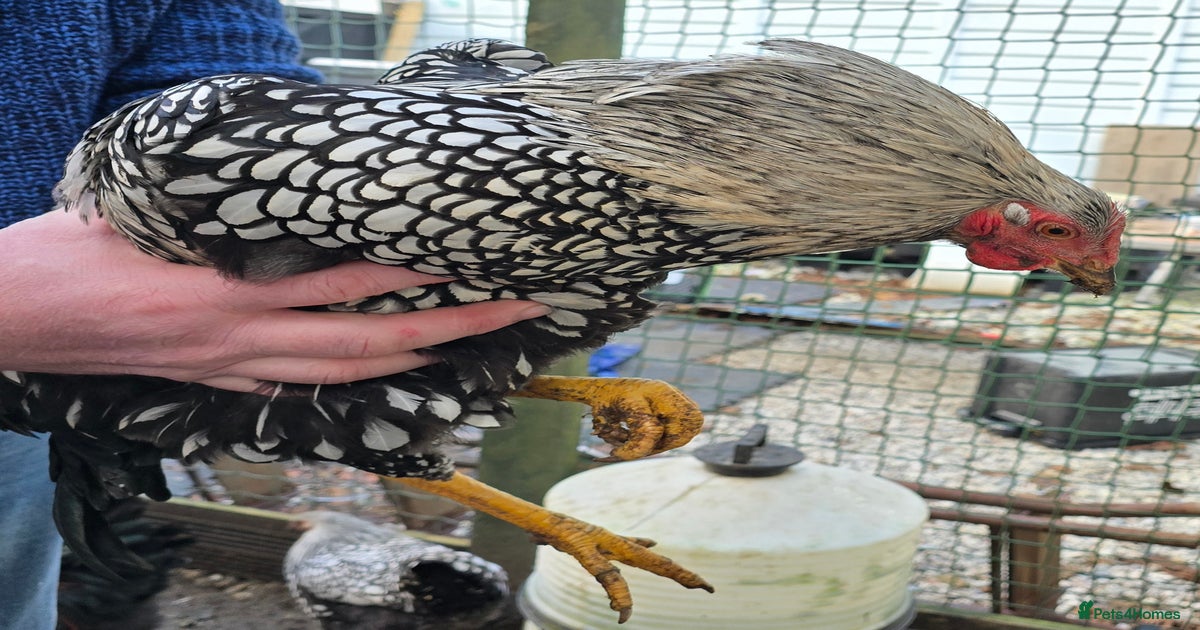 2 male chickens for sale in Saint Austell | Pets4Homes