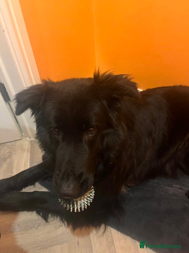 Black German Shepherd for sale in Ilkeston | Pets4Homes