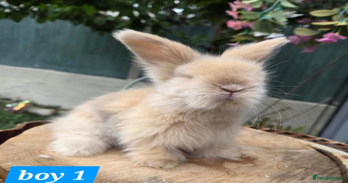 Rabbits for Sale for sale in England | Pets4Homes