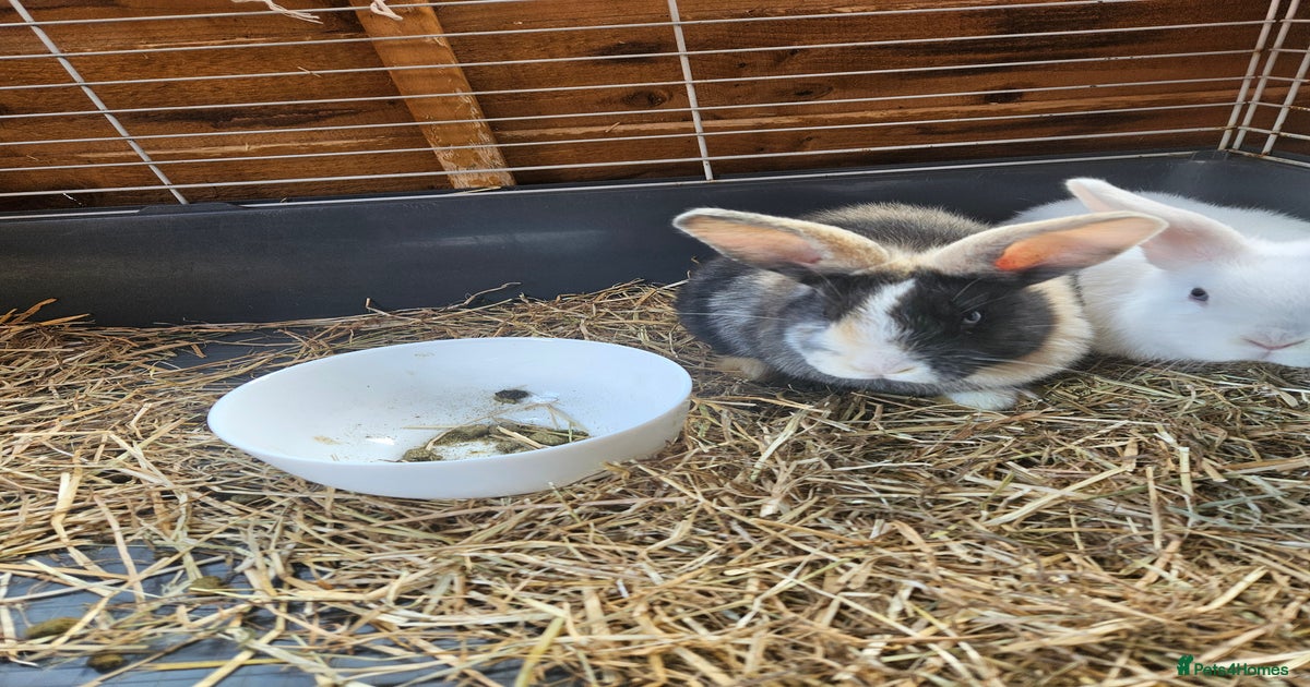 Male baby rabbit for sale in Swadlincote | Pets4Homes