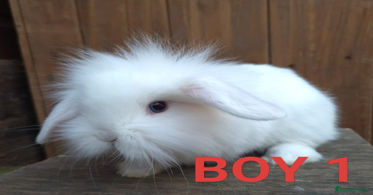 Stunning mini lion lops for sale in Wolverhampton | Pets4Homes