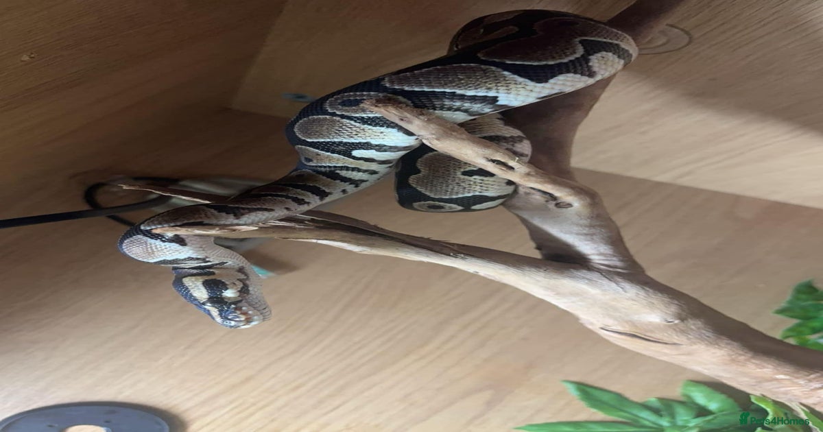 Royal Python for sale in Deeside | Pets4Homes