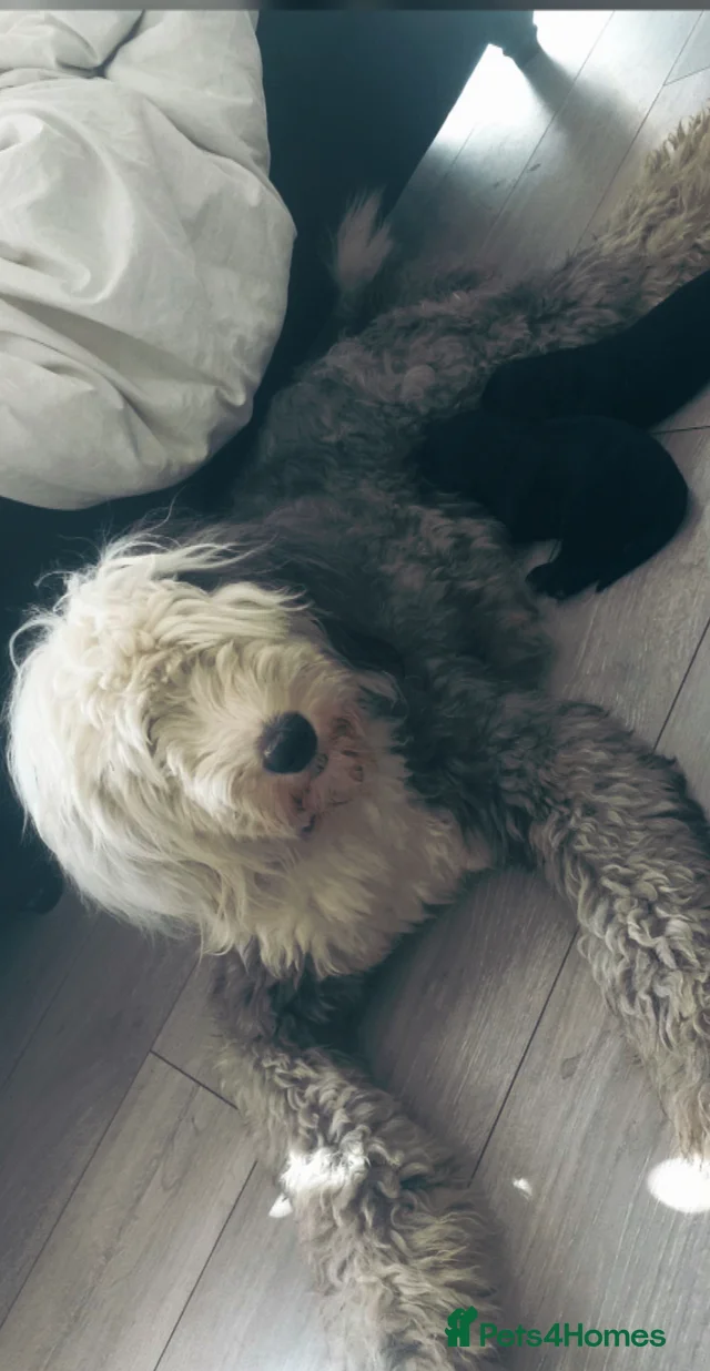 Micro mini Sheepadoodles 1 littlegirlleft for sale in Woking | Pets4Homes