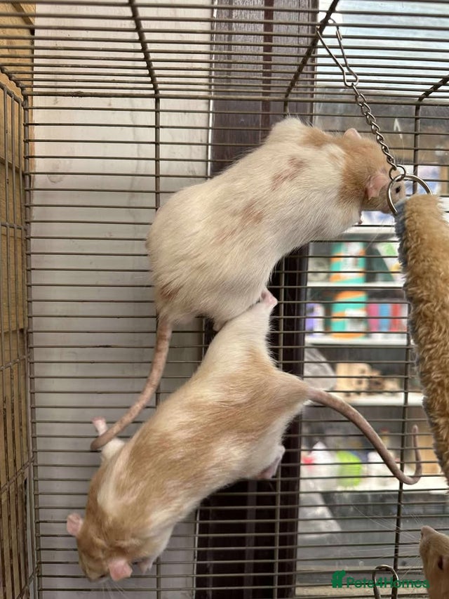Male Dumbo Rats for sale in Northallerton | Pets4Homes
