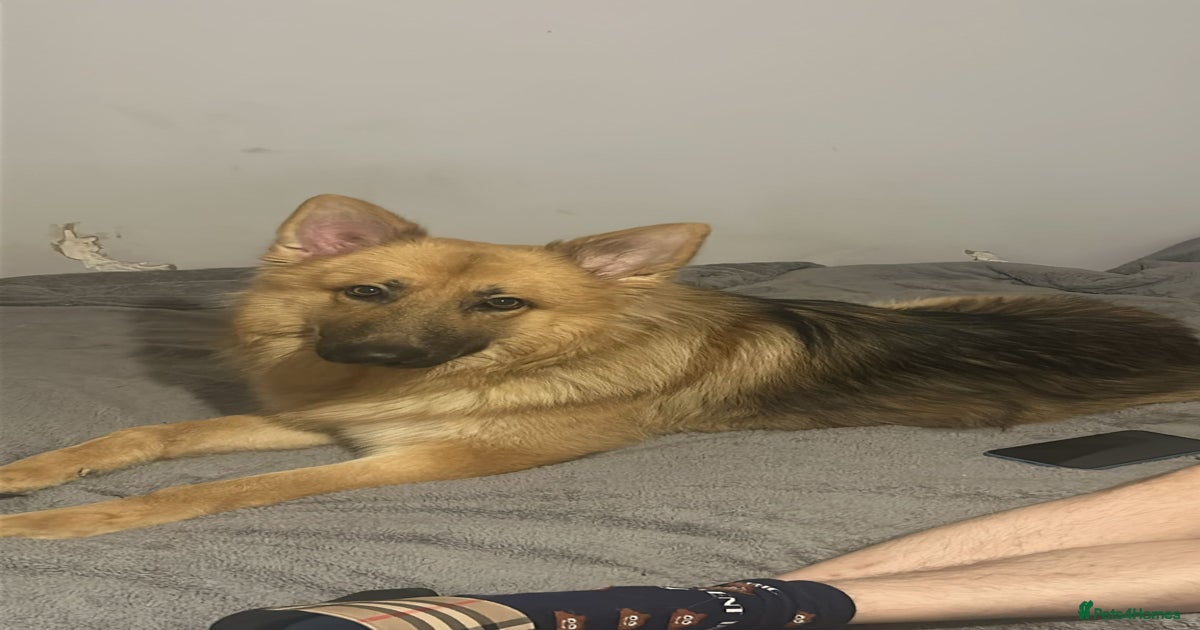 Bruce for stud in Hatfield | Pets4Homes