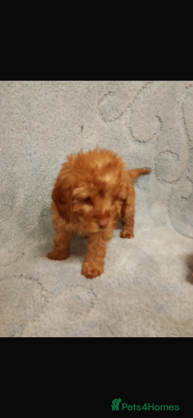 2 adorable cockapoo puppies for sale in Salford | Pets4Homes