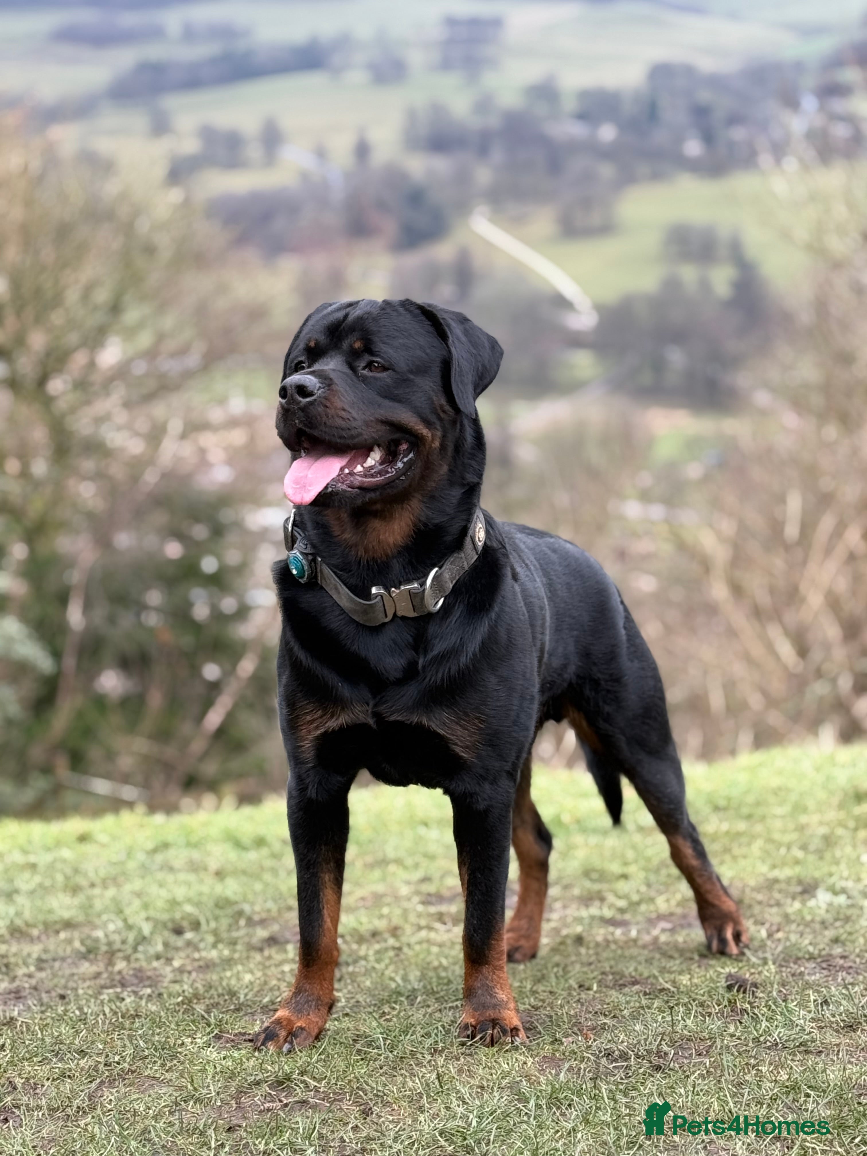 Big chunky/solid Rottweiler for stud for stud in Alfreton | Pets4Homes