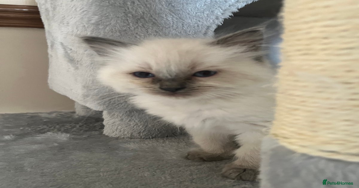 TICA Blue Point Mitted Ragdoll Kittens for sale in Paignton | Pets4Homes