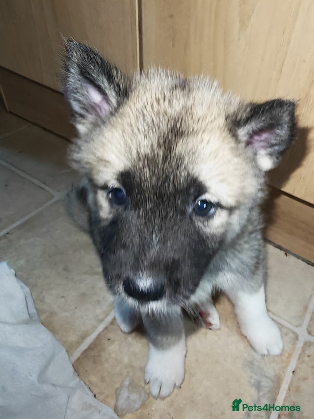 Akita puppys ready now for sale in Pontefract | Pets4Homes