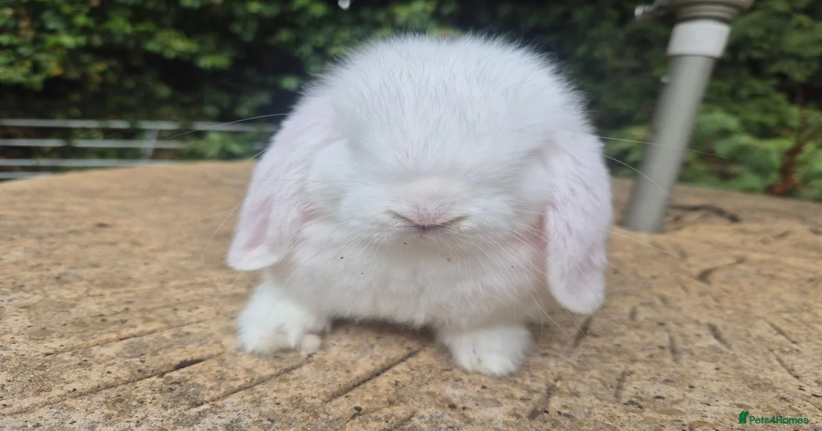 Rabbits for Sale for sale in Sittingbourne, Kent | Pets4Homes