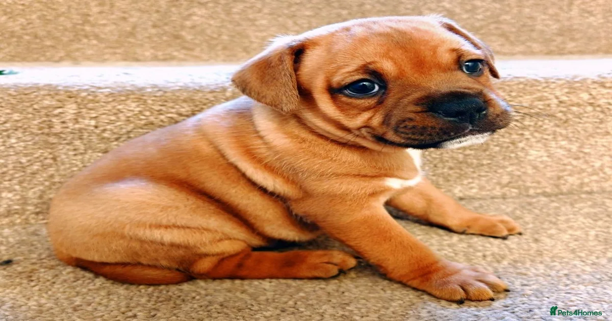Staffordshire Bull Terrier Puppies for sale | Pets4Homes
