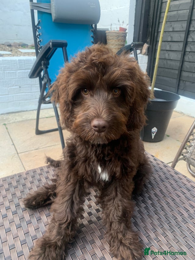 1 year old male cockapoo for sale in Exeter | Pets4Homes