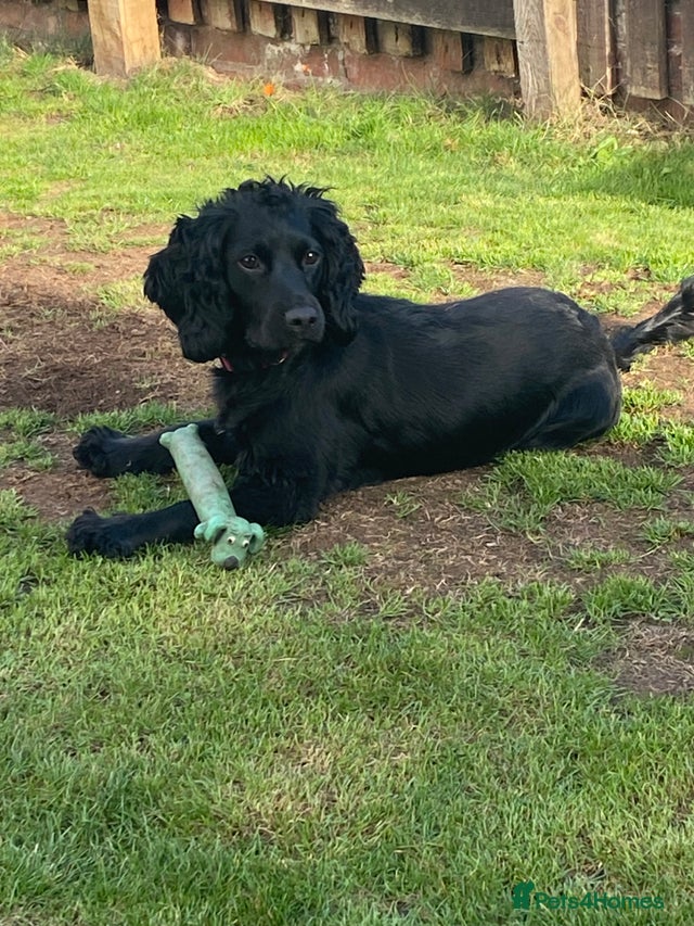 Sprocker spaniel cross for sale in Ludlow | Pets4Homes