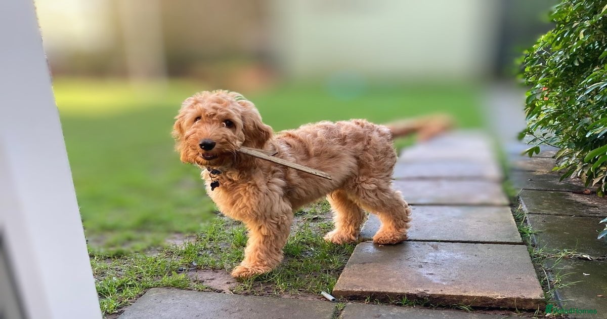 💯 Elite F1 Cockapoo stud 💯 for stud in Colchester | Pets4Homes